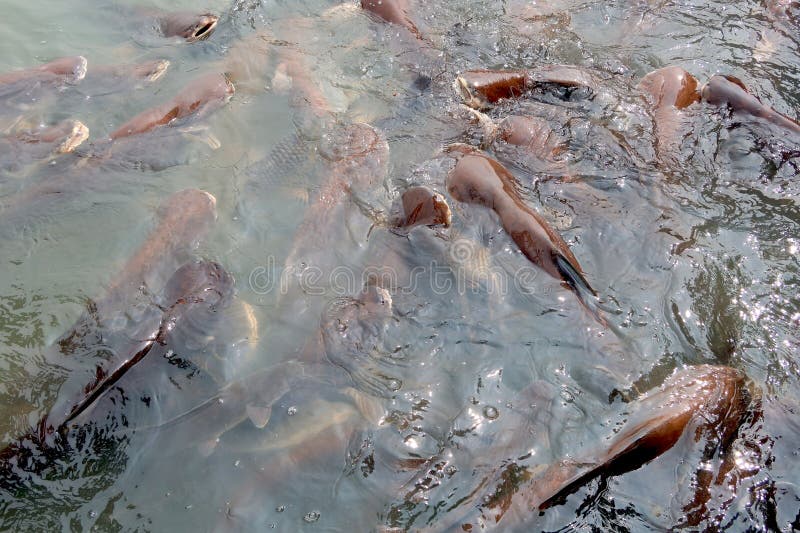 Group of Catfish in Thailand Stock Image - Image of african, kingdom ...