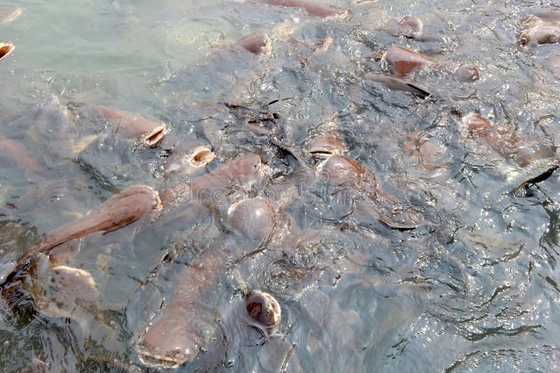 Group of Catfish in Thailand Stock Image - Image of ecology, game ...