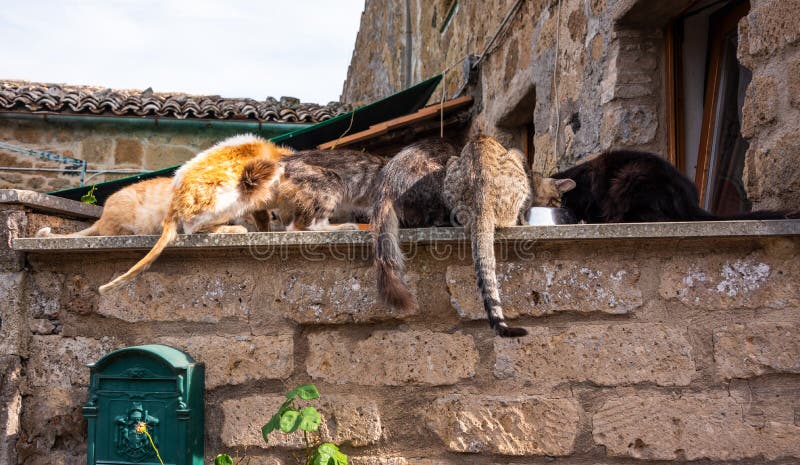 Group of Cats from Back with Their Tails Hanging on Stone Wall Stock ...