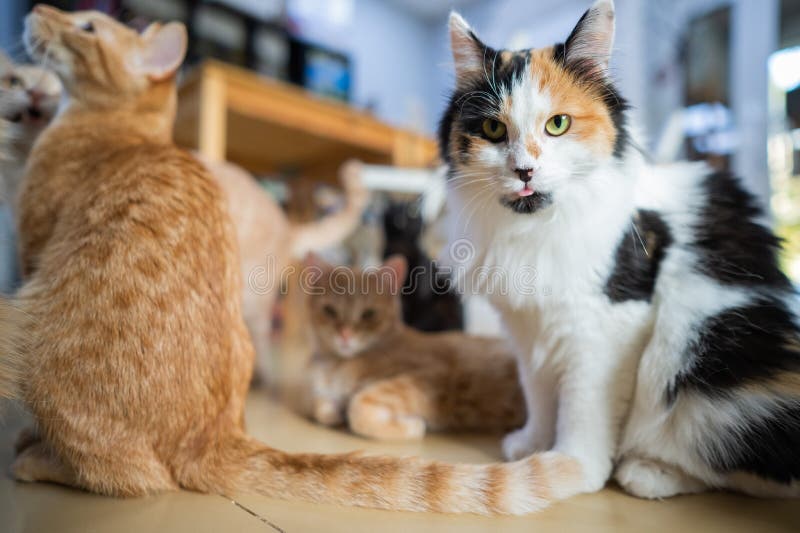 A Group of Cats in a Cat Cafe. Charity Space. Stock Image - Image of ...