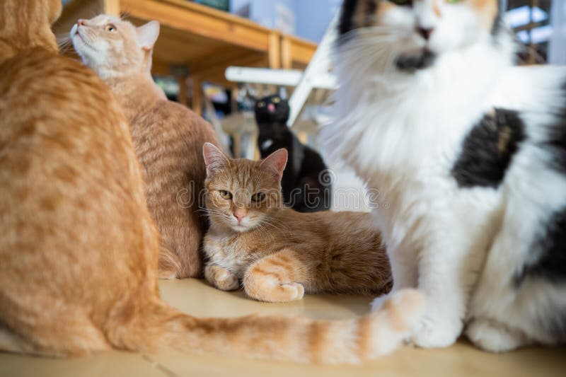 A Group of Cats in a Cat Cafe. Charity Space. Stock Image - Image of ...
