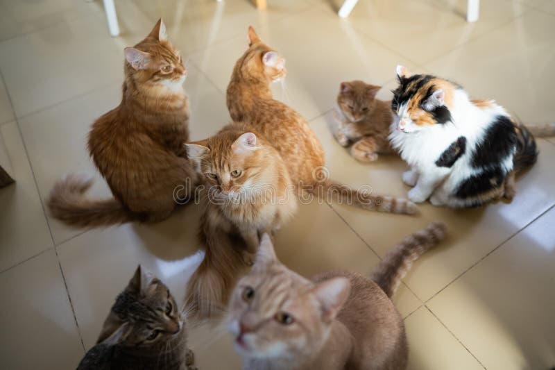 A Group of Cats in a Cat Cafe. Charity Space. Stock Photo - Image of ...