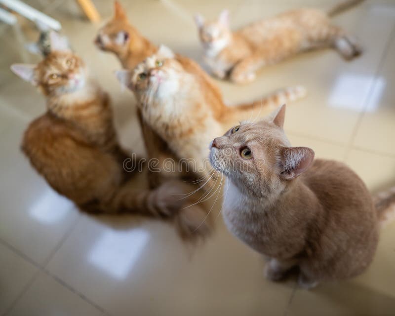A Group of Cats in a Cat Cafe. Charity Space. Stock Photo - Image of ...