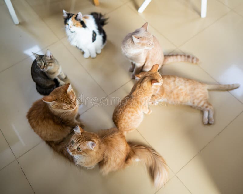 A Group of Cats in a Cat Cafe. Charity Space. Stock Image - Image of ...