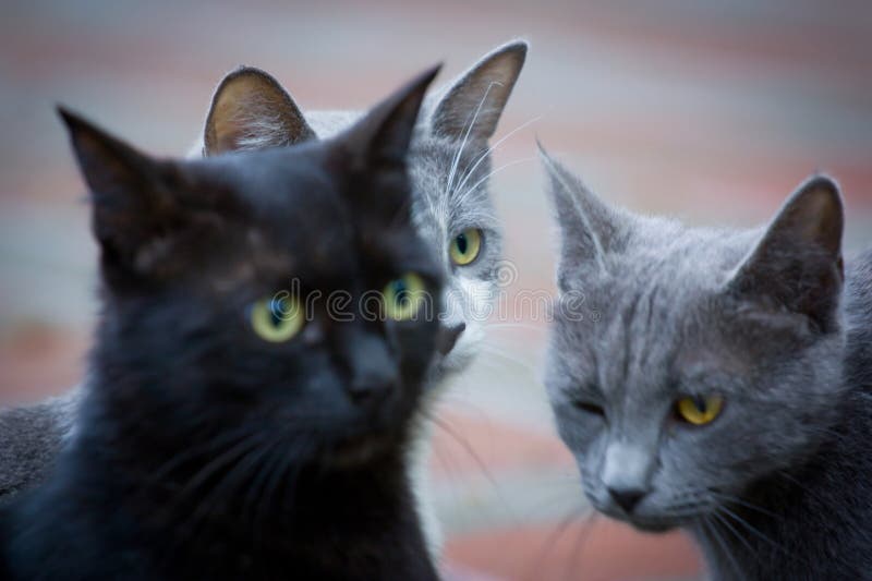 Group of 3 Cats Close-up Portrait Look Up Stock Image - Image of look ...