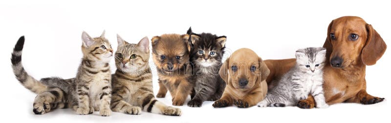 Group of cats and dogs stock image. Image of european - 33442671