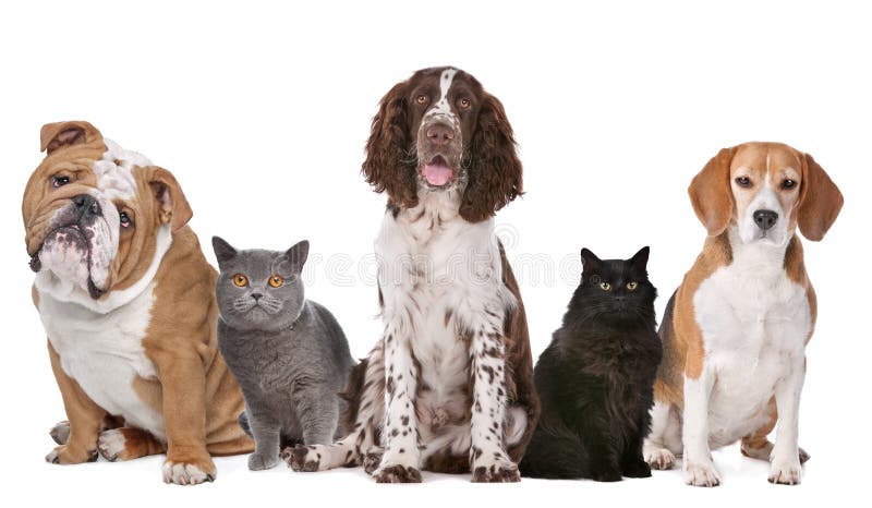 Group of kittens and dogs stock image. Image of kitten - 39256101