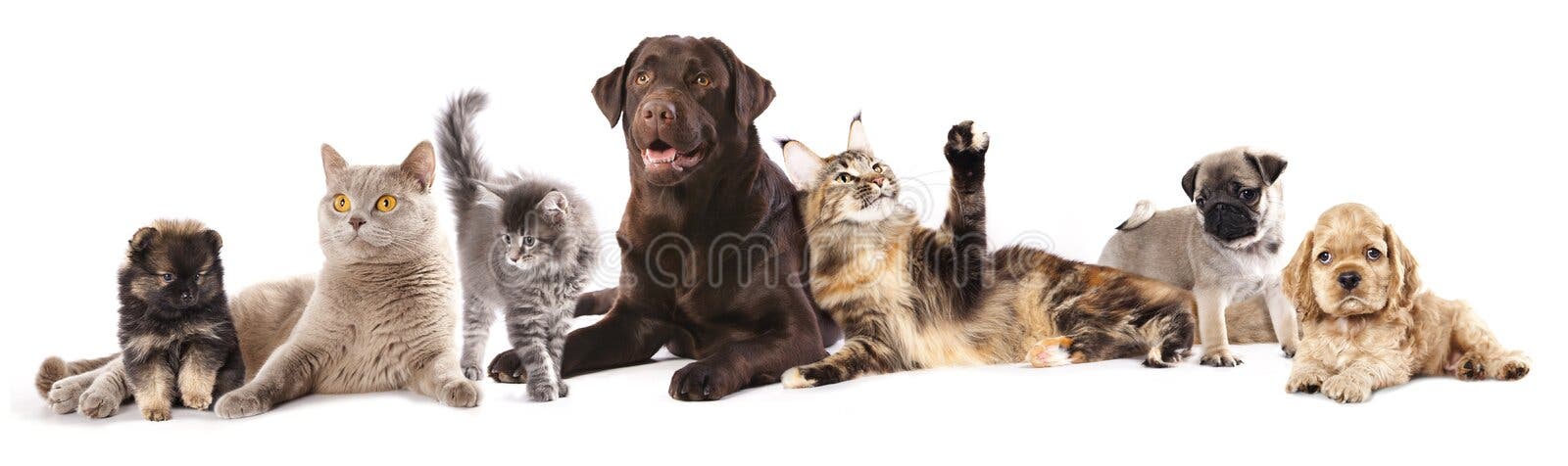 Group of cats and dogs stock image. Image of european - 33442671