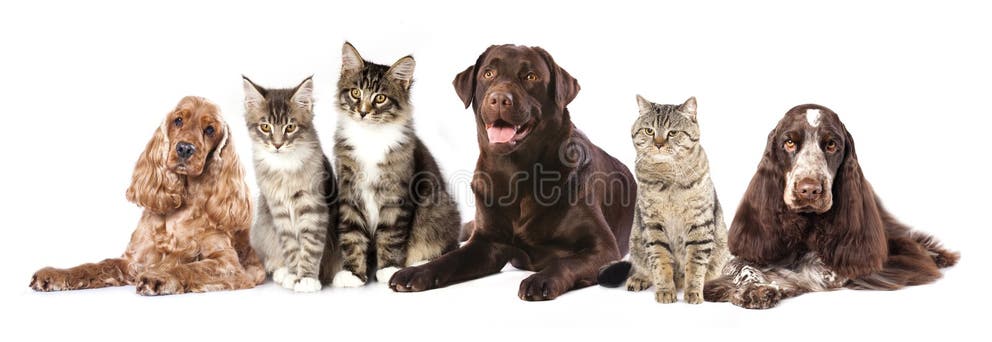 10,769 Cats Dogs Grk Stock Photos - Free & Royalty-Free Stock Photos ...