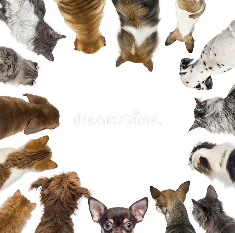 Group of Cats and Dogs Looking Down Forming a Circle with Copy Space ...