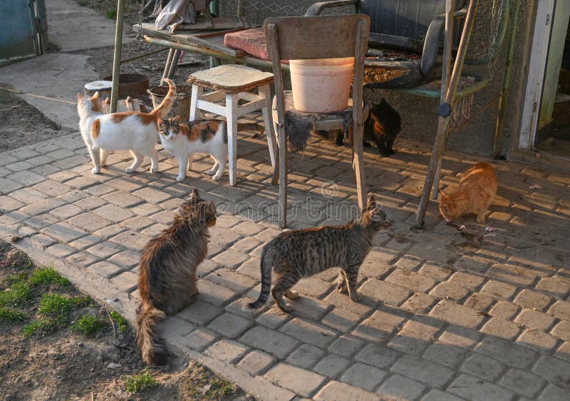 Group of Cats Exploring an Outdoor Setting in the Early Evening Light ...
