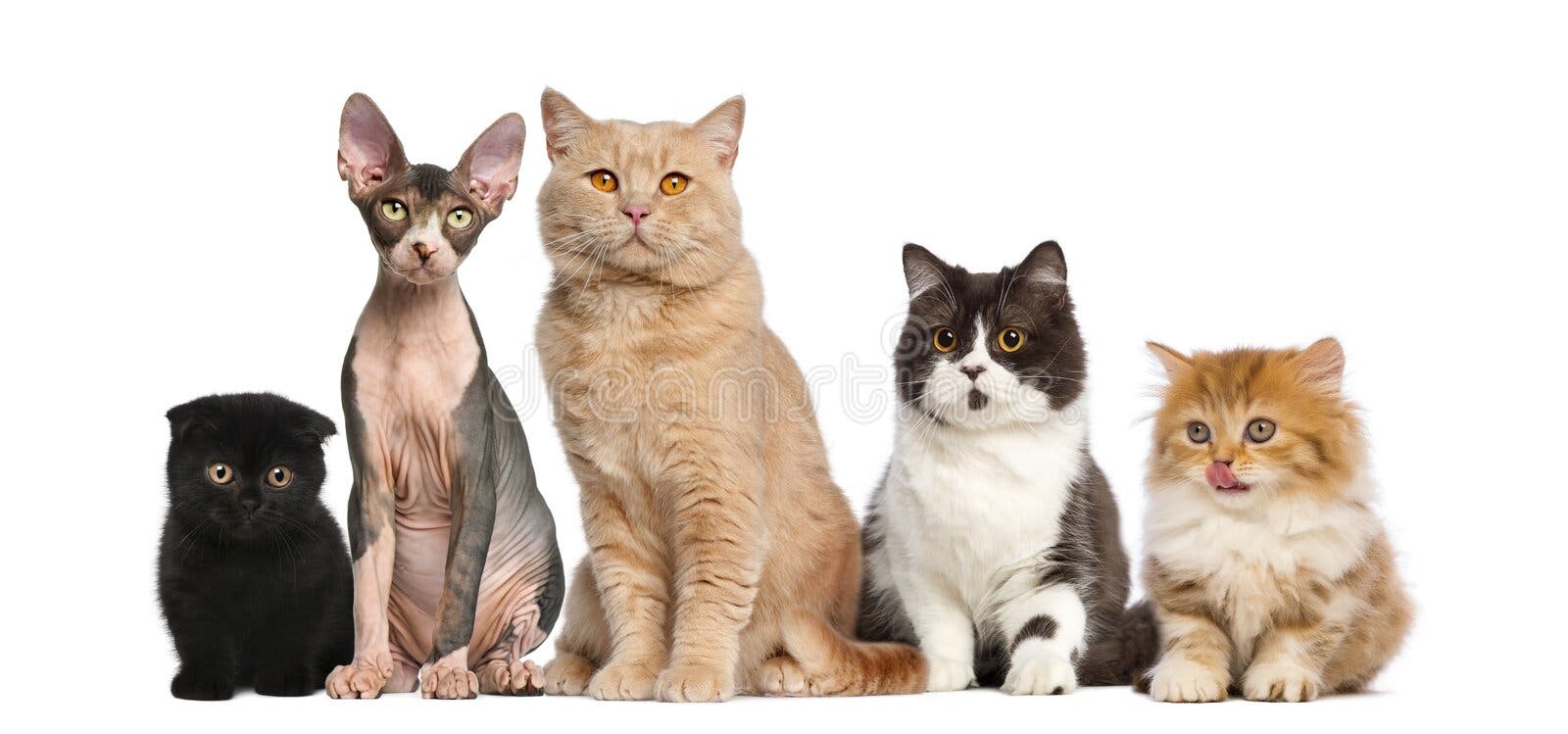 Group of 5 Cats in a Row : Norwegian, Siberian and Stock Photo - Image ... Group of 5 Cats in a Row : Norwegian, Siberian and Stock Photo - Image ...