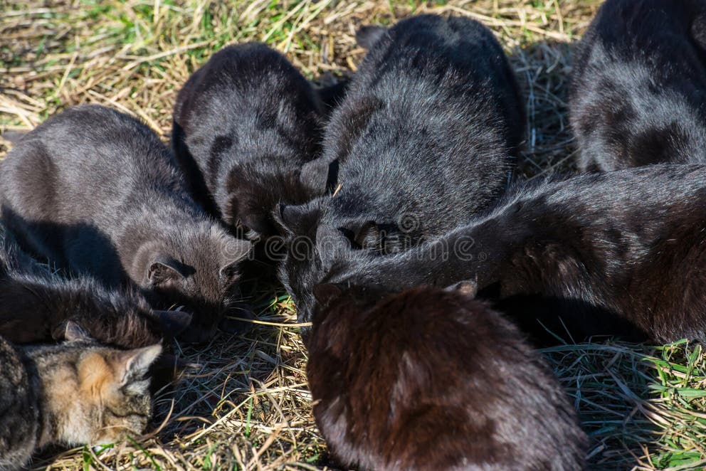 Group of cats stock image. Image of kitten, mammal, eating - 286077743 Group of cats stock image. Image of kitten, mammal, eating - 286077743