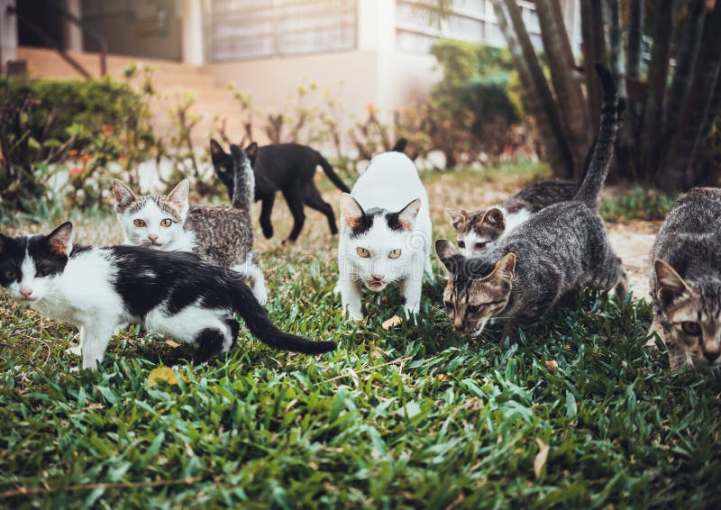 Group of cats stock photo. Image of grass, large, gangster - 245776338