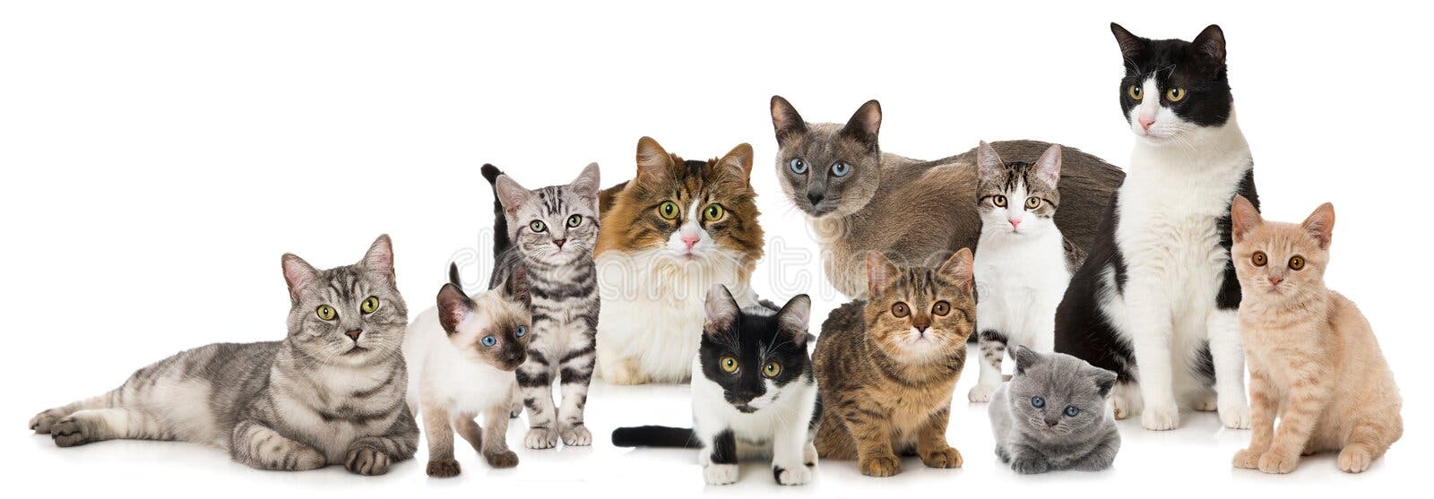 Three red cats. stock image. Image of small, pets, white - 93789621