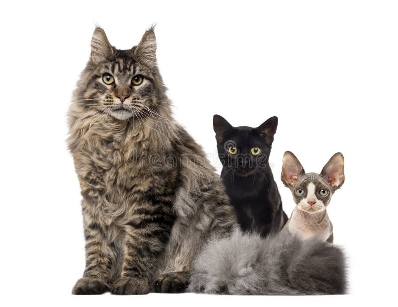 Group of Cats Sitting, Isolated Stock Photo - Image of sphynx, isolated ...
