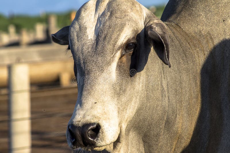A Group of Nellore Cattle in Confinement Stock Image - Image of ...