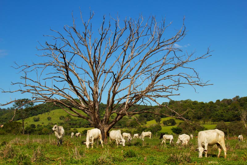 A Group of Cattle Feeding in the Fresh Green Pasture. Editorial Photo ...
