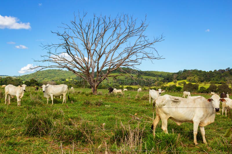 A Group of Cattle Feeding in the Fresh Green Pasture. Editorial ...
