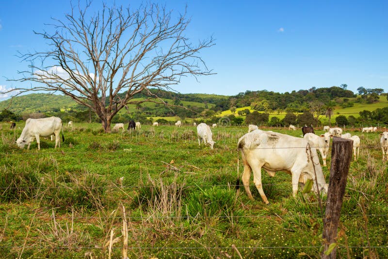 A Group of Cattle Feeding in the Fresh Green Pasture. Editorial Stock ...