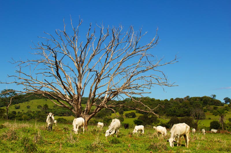 A Group of Cattle Feeding in the Fresh Green Pasture. Editorial Stock ...