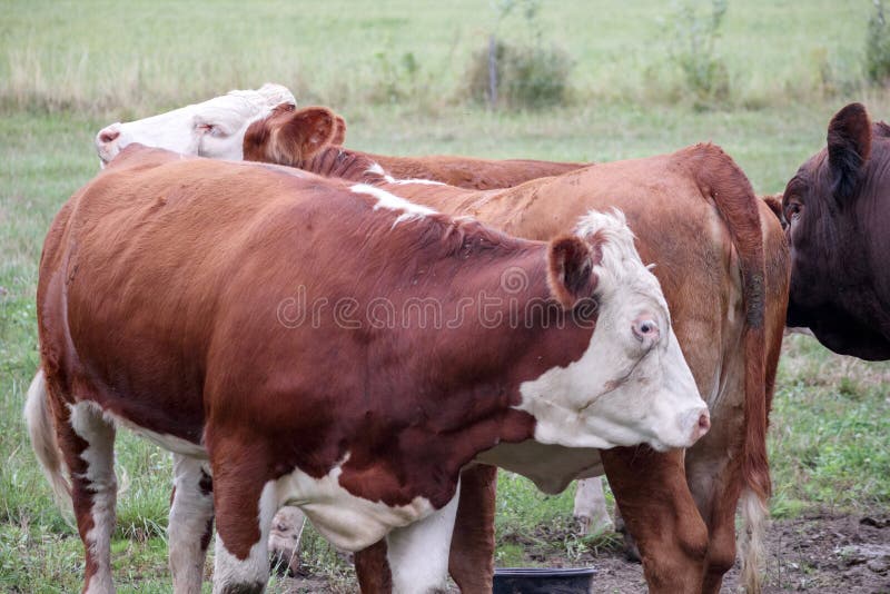 .a Group of Cattle Grazing. in the Foreground are Two Reddish-brown ...
