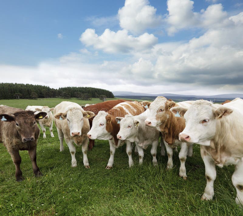 Group of Cattle Egret Bird, Natural, Nature Stock Photo - Image of ...