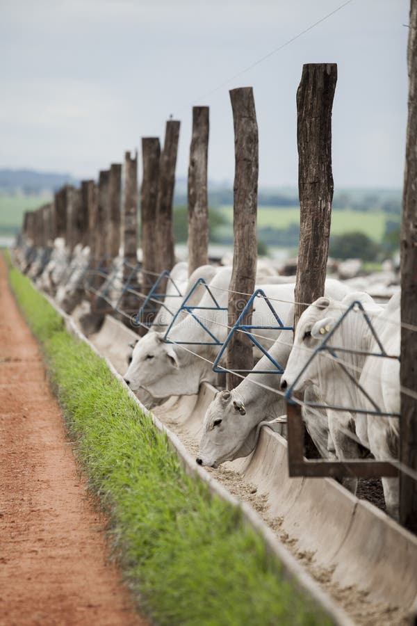 A Group of Cattle Herded in Confinement in a Cattle Farm in Brazil ...