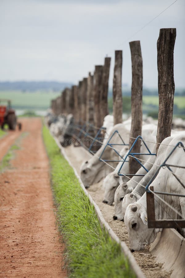 A Group of Cattle Herded in Confinement in a Cattle Farm in Brazil ...