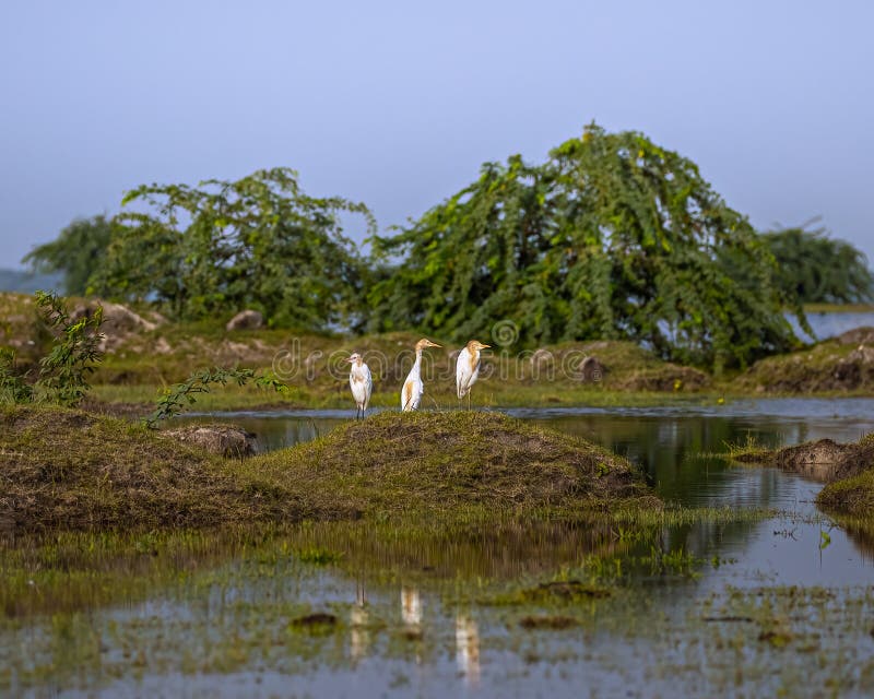 A Group of Cattle Heron Resting Stock Photo - Image of species ...