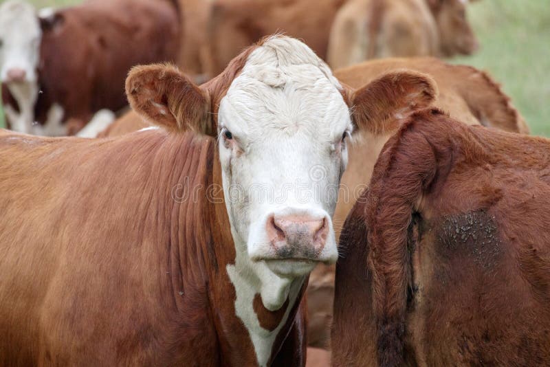 .a Group of Cattle that Includes Both Reddish-brown Animals with White ...
