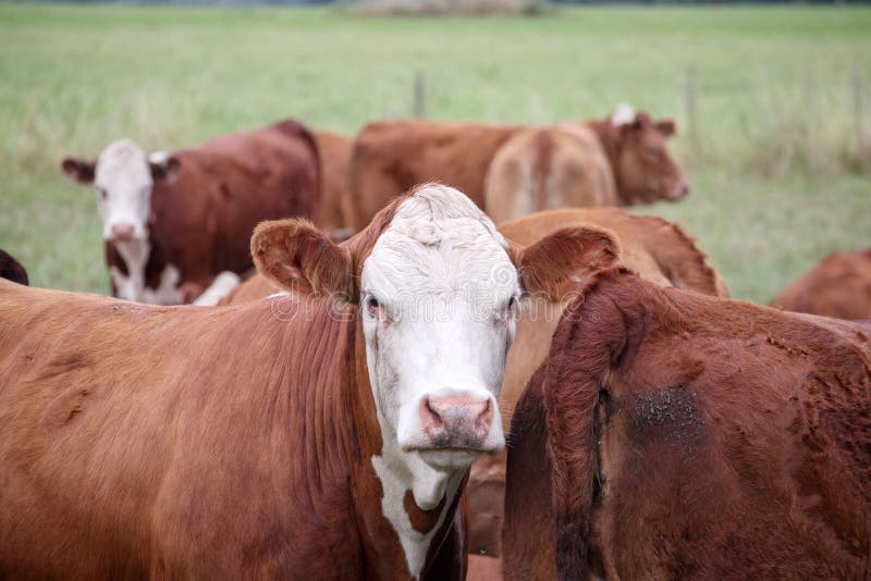 .a Group of Cattle that Includes Both Reddish-brown Animals with White ...
