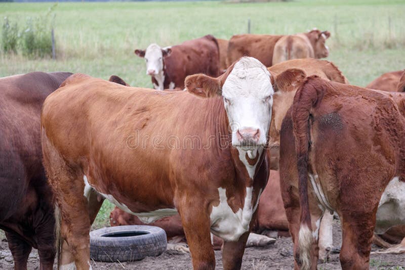 .a Group of Cattle that Includes Both Reddish-brown Animals with White ...