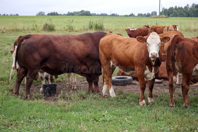 .a Group of Cattle that Includes Both Reddish-brown Animals with White ...