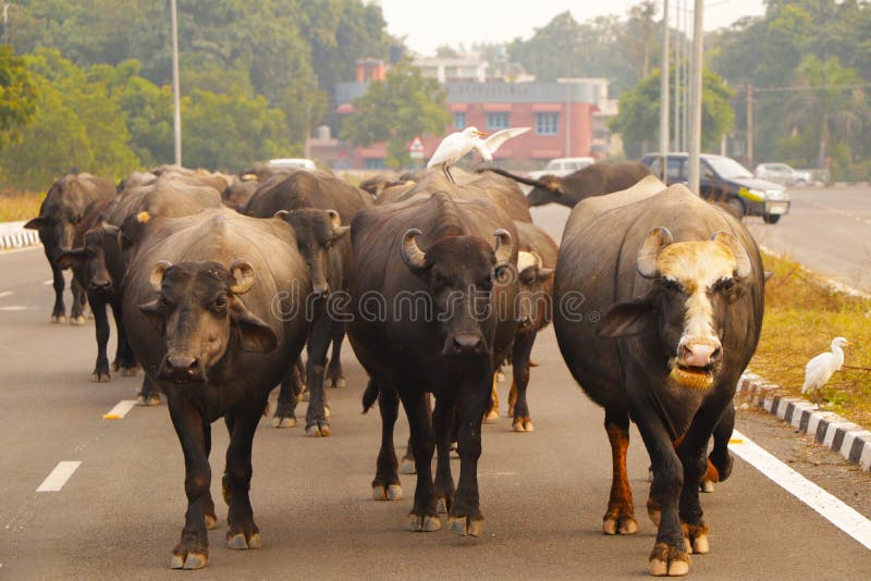 Group of Cattles. Cow stock image. Image of shot, closeup - 166294619