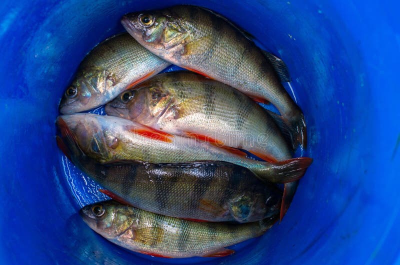 Perch Fish Stock Images - Download 13,559 Royalty Free Photos
