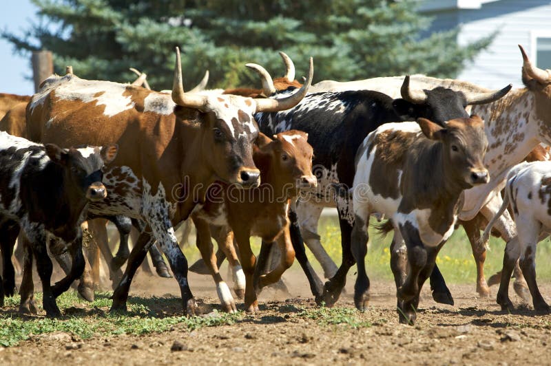 Bucking bull 1 stock photo. Image of cattle, competition - 547566