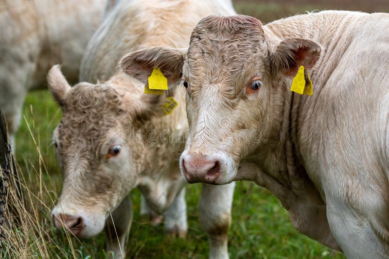 Charolais Cattle, White Bull Head Side View. Stock Image - Image of ...
