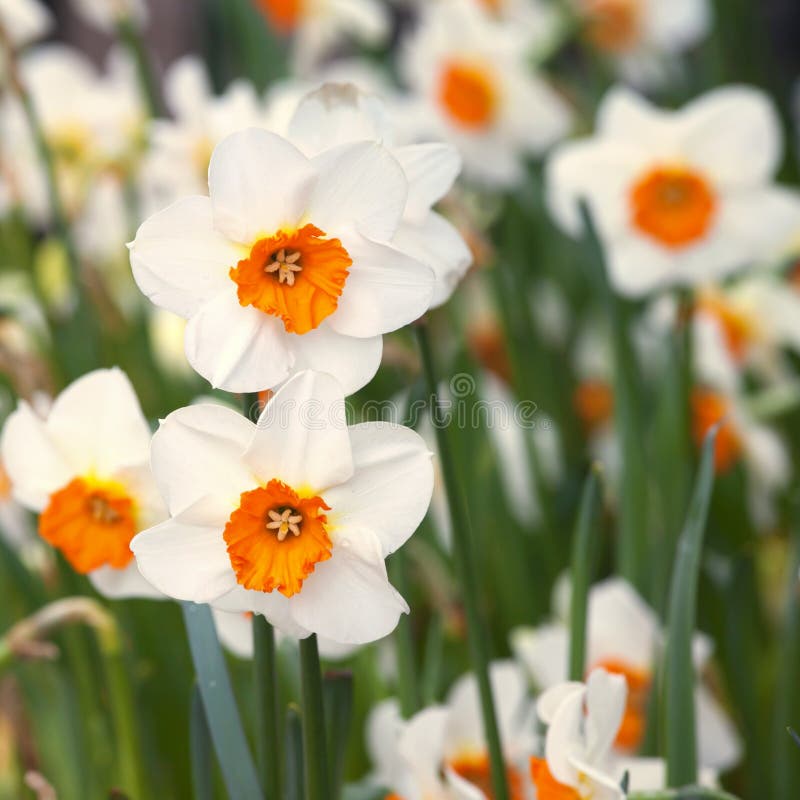 Group of Cheerful Spring Daffodils Outside in Natural Setting Stock ...