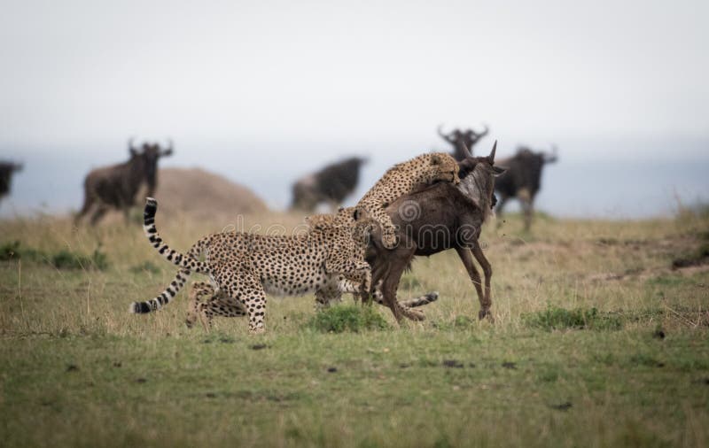Cheetahs Attacking Wildebeest Stock Image - Image of cheetah, prey ...