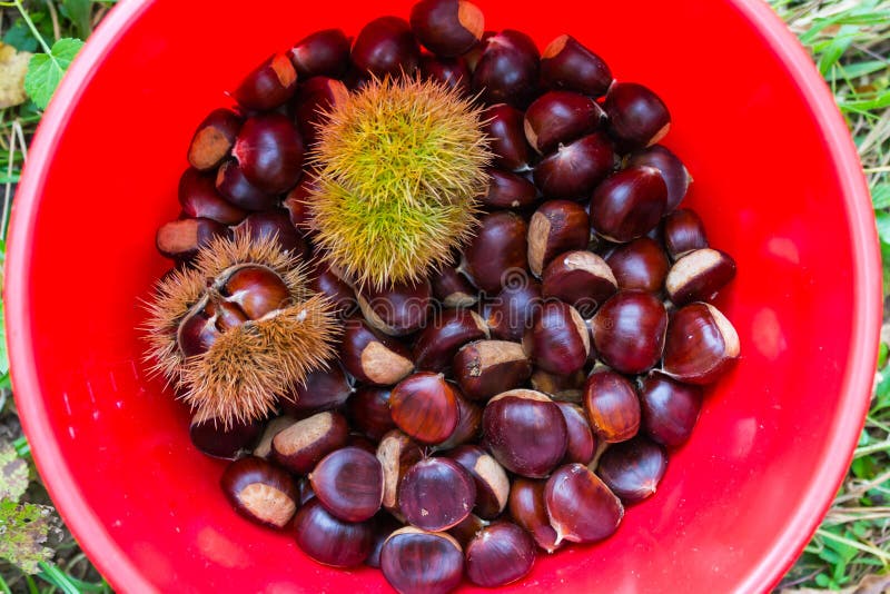 Group of Chestnuts in a Red Bucket. Stock Photo - Image of brown, fresh ...
