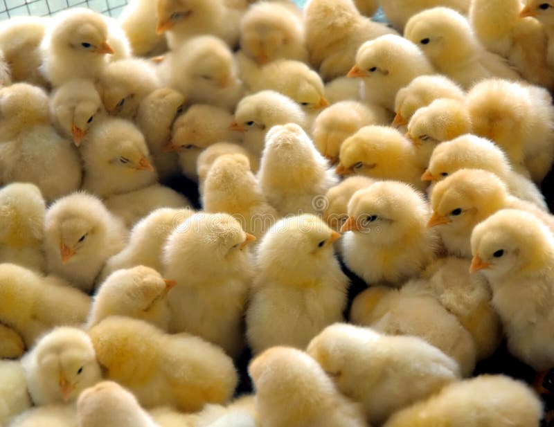 Baby Chickens stock photo. Image of farm, born, chick - 19791476