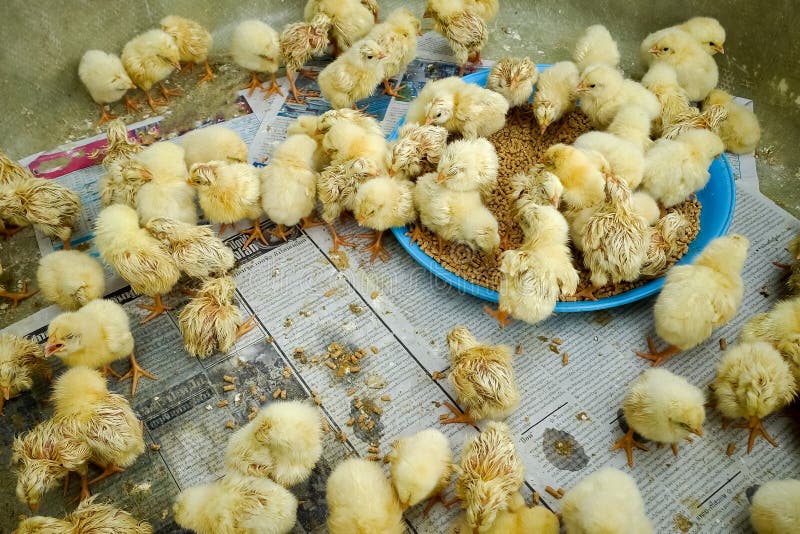 Group Chick in basket stock image. Image of cute, duckling - 83255507