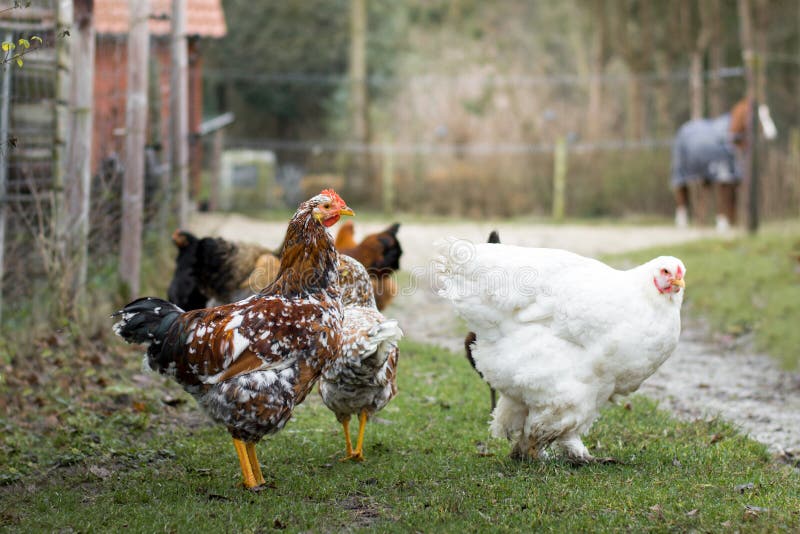 Group of chicken stock photo. Image of standing, species - 170835078