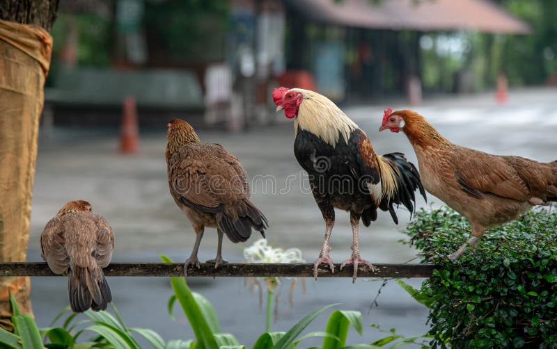 547 Chicken Rail Stock Photos - Free & Royalty-Free Stock Photos from ...