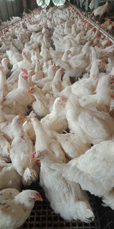 Group of Chickens in the Coop, Very Impressive Stock Photo - Image of ...