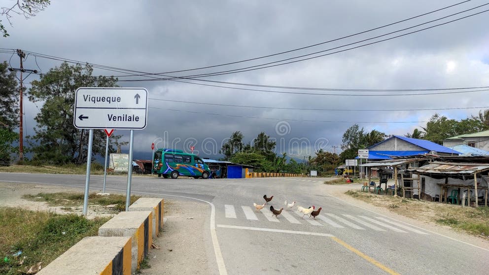 A Group of Chickens is Crossing the Zebra Crossing Editorial Image ...