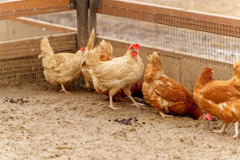 Group of Chickens, Each Displaying Their Unique Feathers Under the Open Sky. Stock Image - Image ...