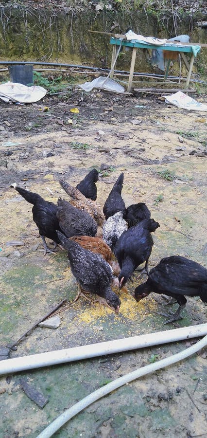 A Group of Chickens Eating Corn Stock Photo - Image of animal, duck ...