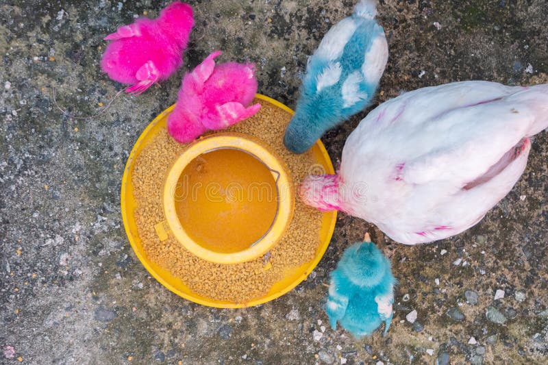 A Group of Chickens Eating Pellets Stock Image - Image of livestock ...
